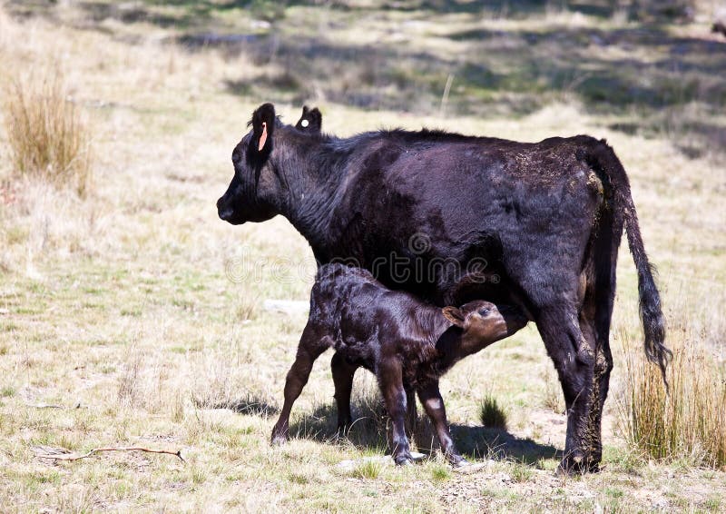 Black Angus calf feeding stock photo. Image of cattle - 21529896