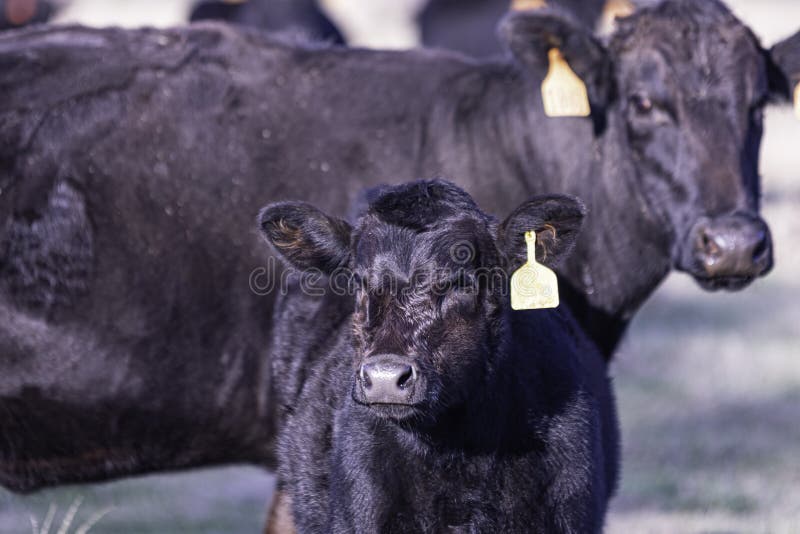 Black Angus Cow Calf Pair Stock Photos - Free & Royalty-Free Stock ...