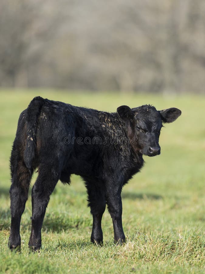 Black Angus Calf stock photo. Image of steer, ranch, angus - 85136098