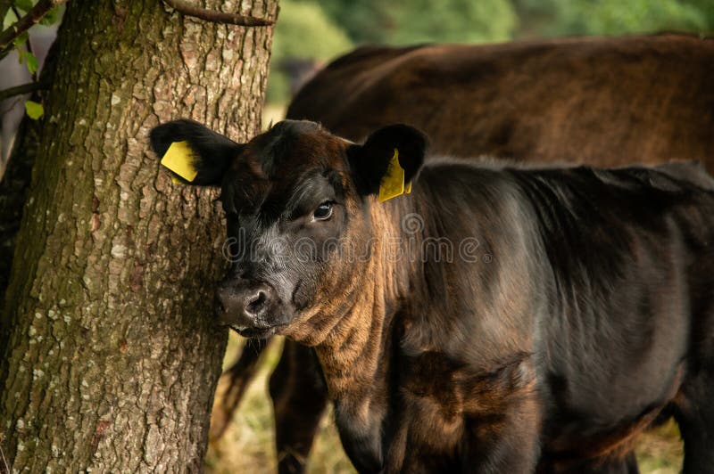 Black angus calf portrait stock image. Image of domestic - 326276869