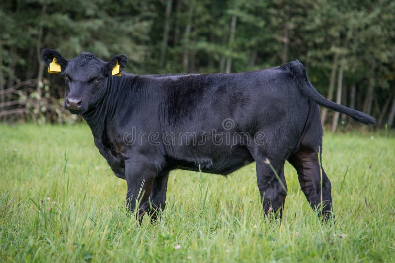 Black Angus Calf Standing in Grass Stock Image - Image of forest, breed ...