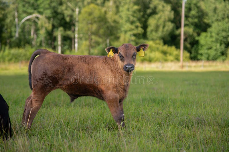 Black Angus Calf in Summer Evening Standing in Grass Stock Photo ...