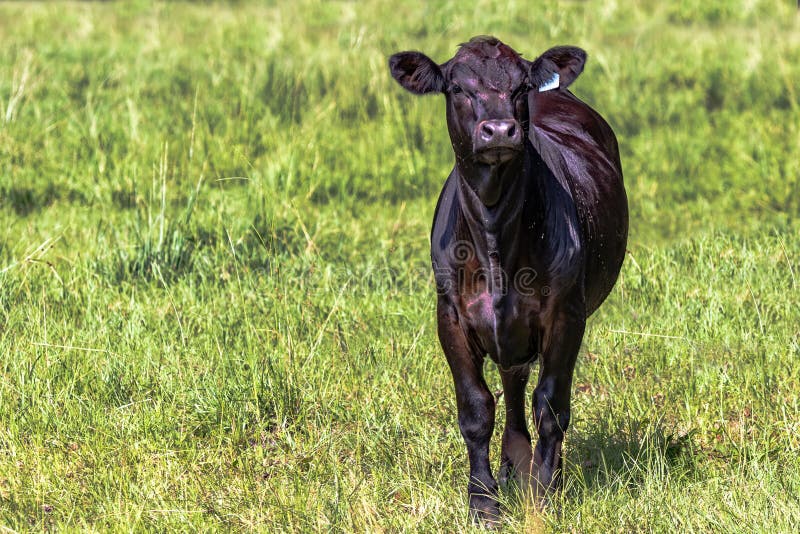 Angus Crossbred Calf Face Stock Photos - Free & Royalty-Free Stock ...