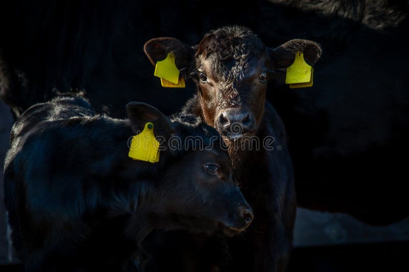 Black Angus Calves Portrait Stock Image - Image of angus, calf: 342208165