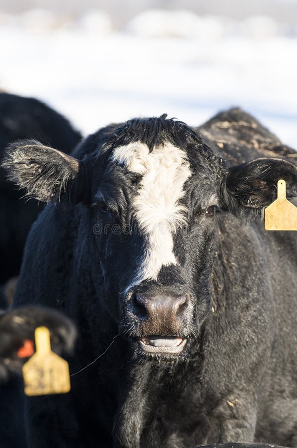 Black Angus Cattle stock photo. Image of beef, cattle - 87302308