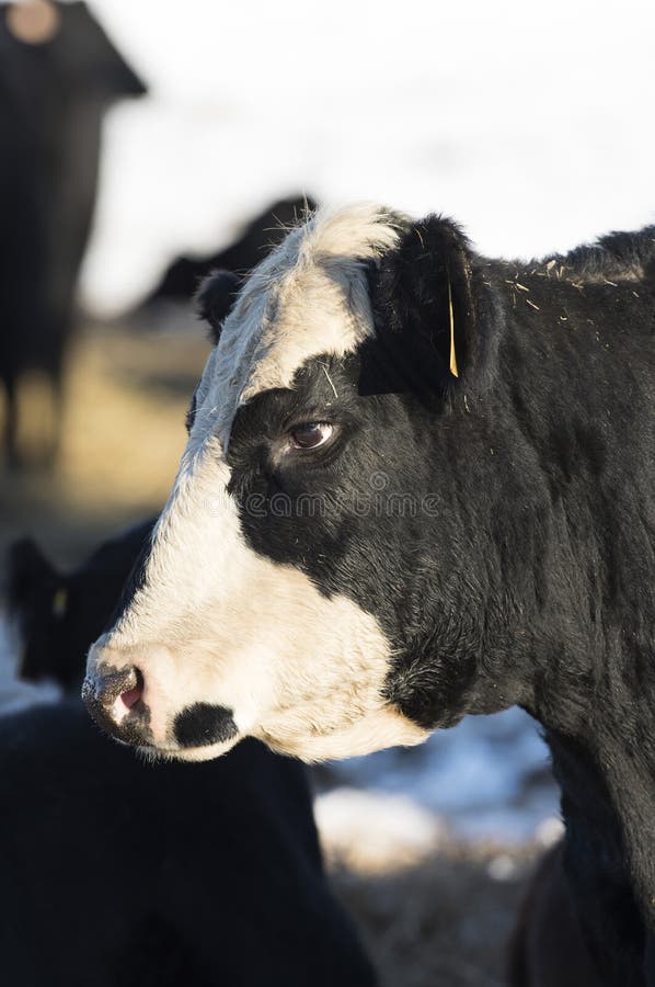 Black Angus Cattle stock photo. Image of cold, black - 87522650