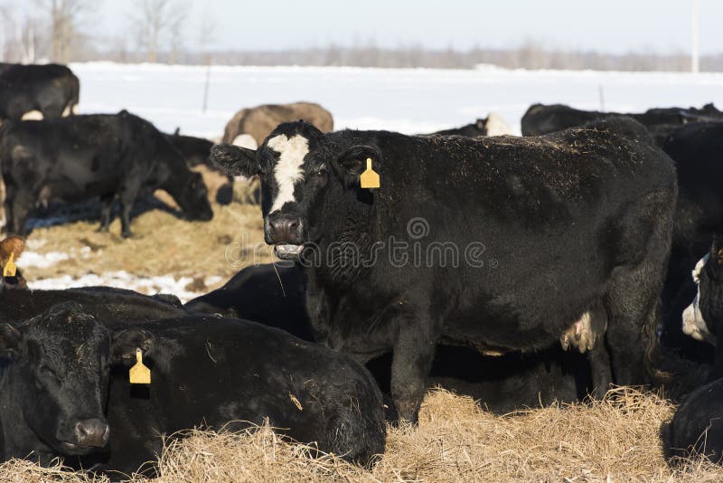 Black Angus Cattle stock image. Image of cattle, feed - 89994349