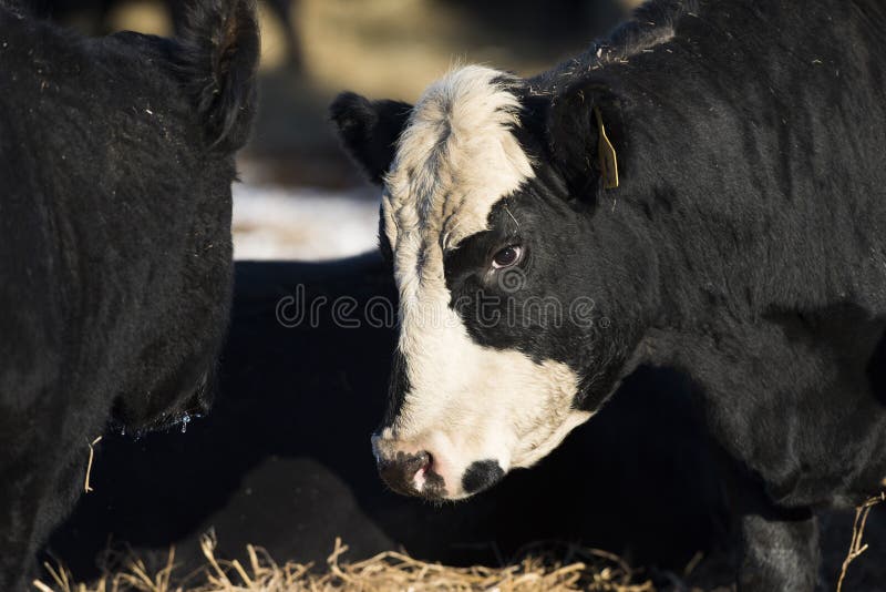 Black Angus Cattle stock image. Image of calves, nice - 85161473