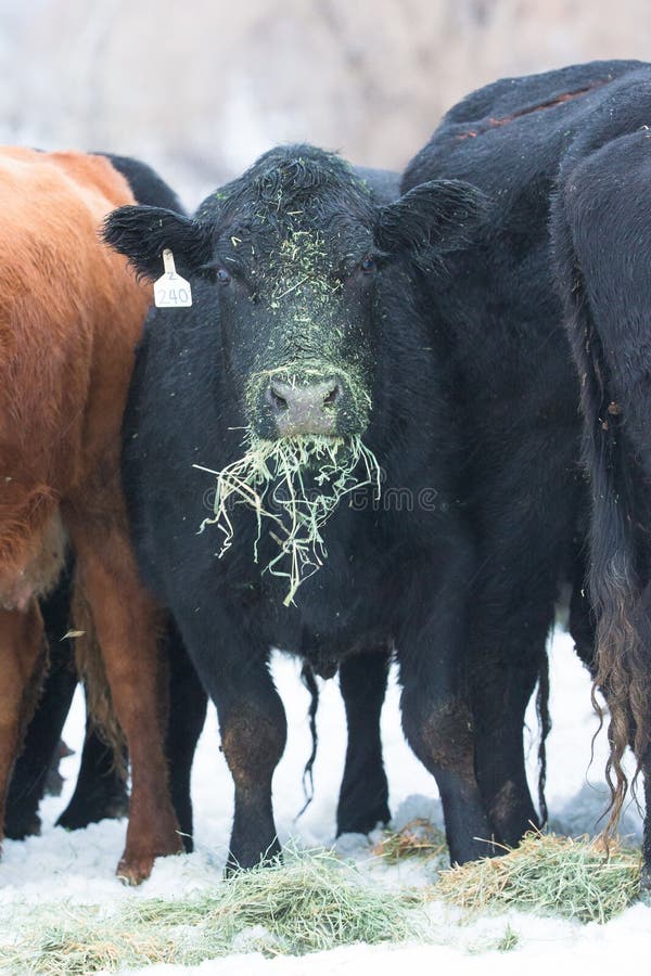 Black angus cattle stock photo. Image of winter, farm - 80409740