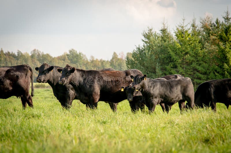 Black Angus Cattle on Field Stock Image - Image of bull, agriculture ...