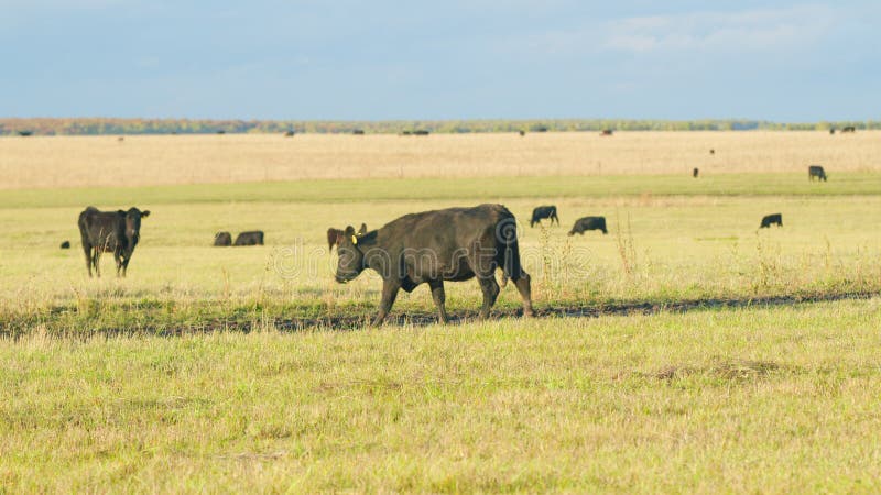 Black Angus Cattle Grazing on a Green Grass Pasture. Grass Fed Organic ...