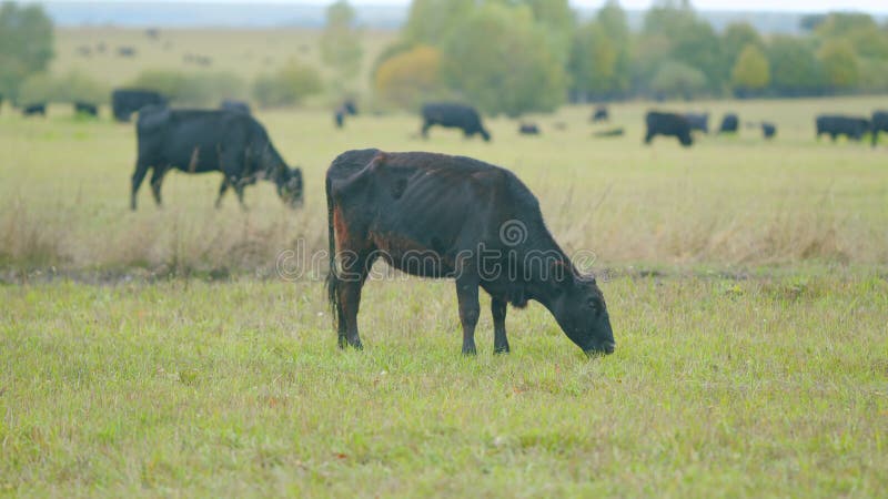 Black Angus Cattle Grazing On A Green Grass Pasture Grass Fed Organic Beef Cow In Pasture