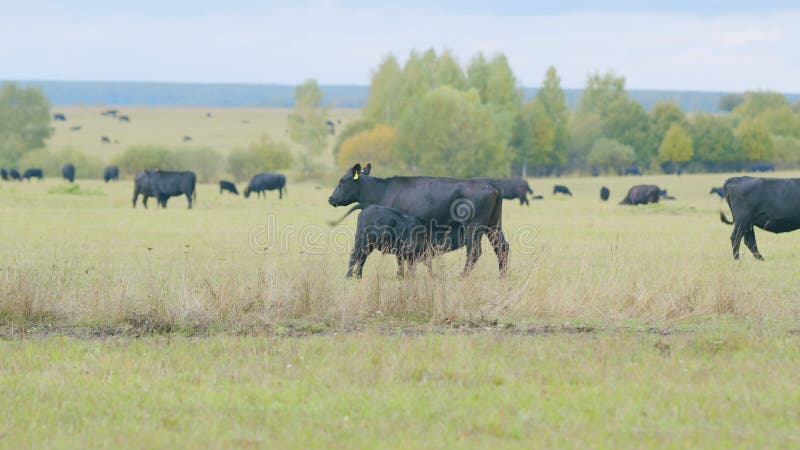 Black Angus Cattle Grazing on a Green Grass Pasture. Grass Fed Organic ...