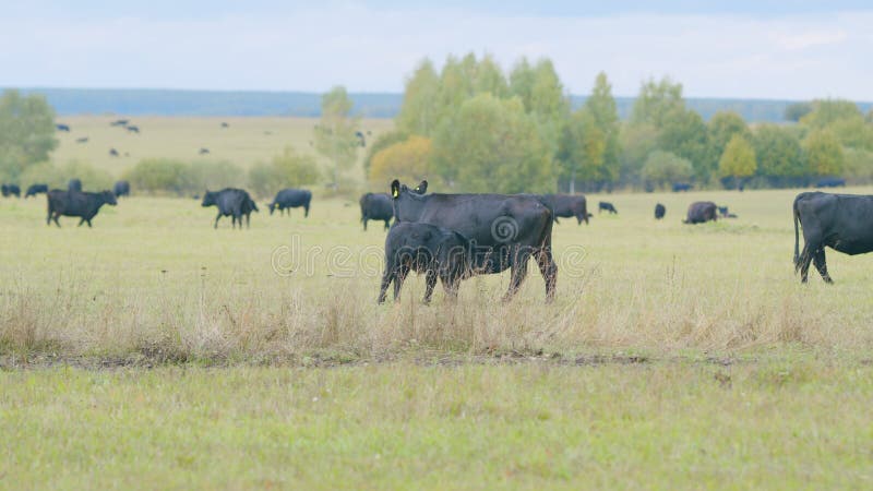 Black Angus Cattle Grazing on a Green Grass Pasture. Small Tiny Calf ...