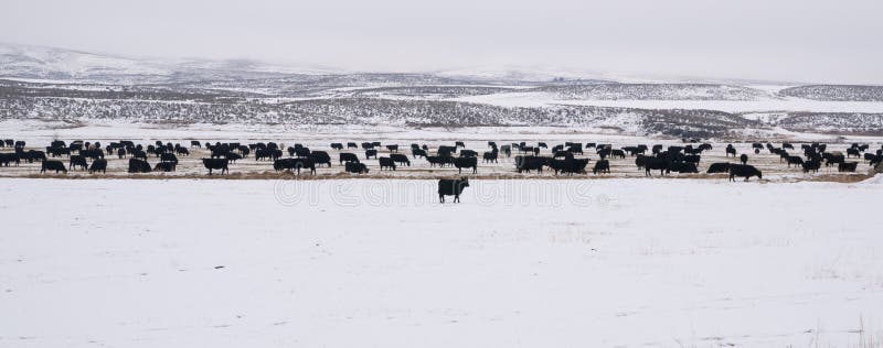 Black Angus Cattle Livestock Winter Range Stock Photo - Image: 46370772