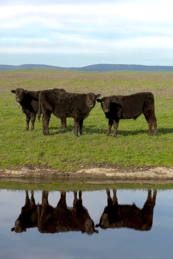 Black Angus Cattle