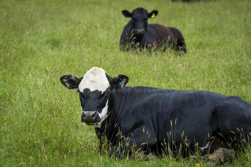 Black Angus Cattle Resting in Green Grassy Field Stock Image - Image of ...