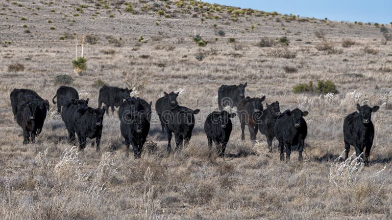 Black Angus Cattle Running Forward on a Ranch Outside Marfa, Texas ...