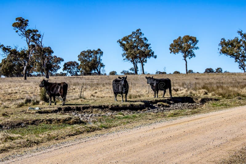 Black Angus Cattle on the Side of a Dirt Road in Emmaville, Australia ...