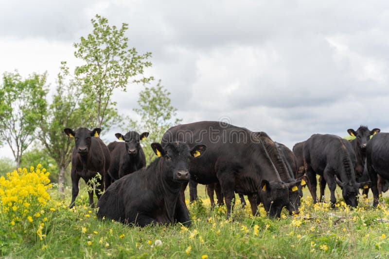 Black Angus Cattle in Springtime. Stock Photo - Image of angus, beef ...