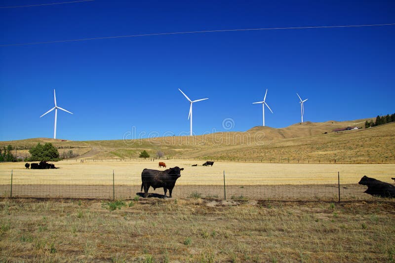 Black Angus Cattle with Windmills Stock Photo - Image of steer, ranch ...