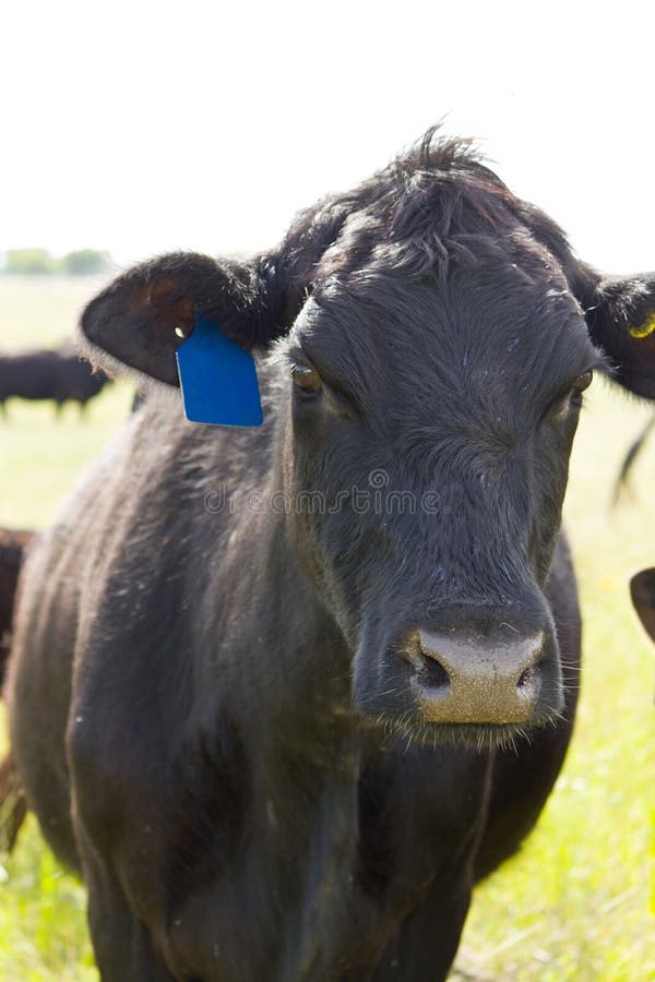 Black Angus Cow stock photo. Image of head, hair, eyes - 18014052
