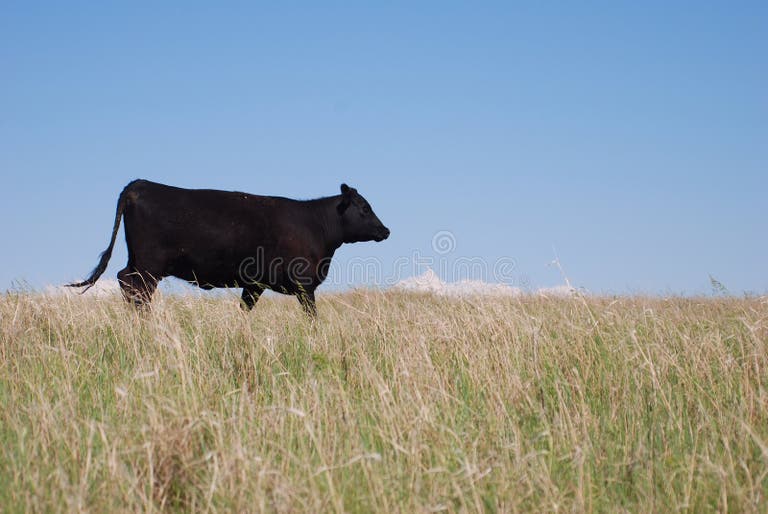 Black Angus Bull Side View Stock Photos - Free & Royalty-Free Stock ...
