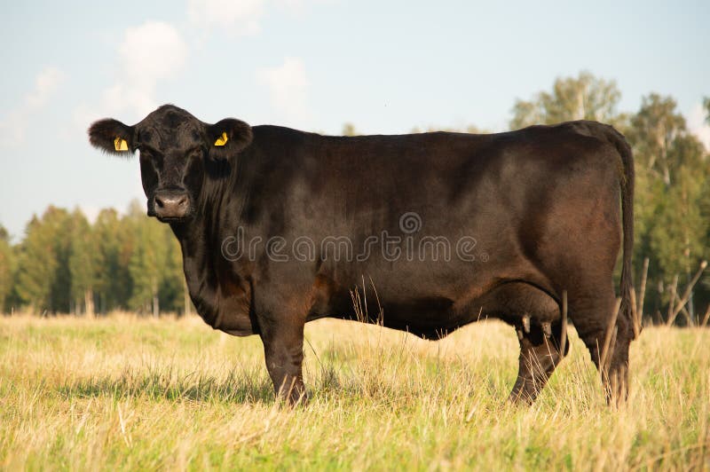 Black Angus Cow on Autumn Day Standing Stock Photo - Image of aberdeen ...