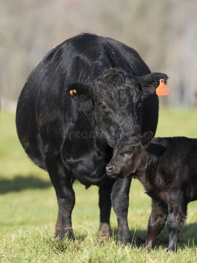 Black Angus Cow and calf stock image. Image of newborn - 84712865