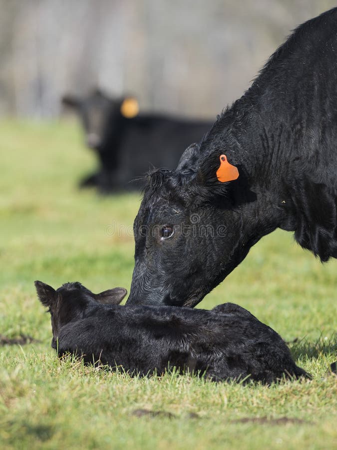 Black Angus Cow and calf stock image. Image of baby, steer - 83387611