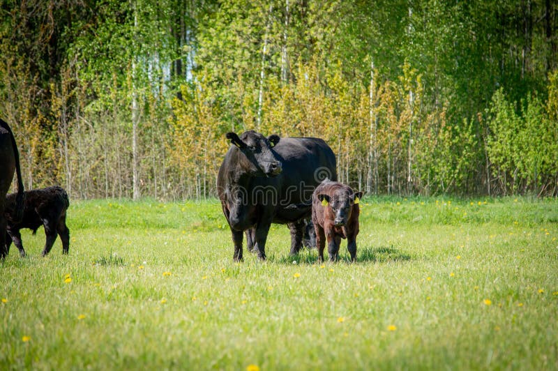 3,572 Black Angus Cow Calf Pairs Stock Photos - Free & Royalty-Free ...