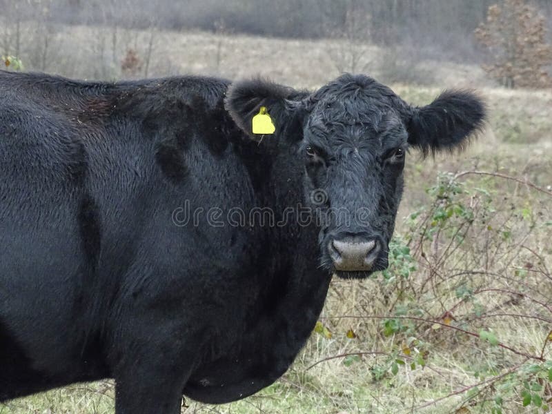 Black Angus Cow in the Field Stock Image - Image of farm, december ...