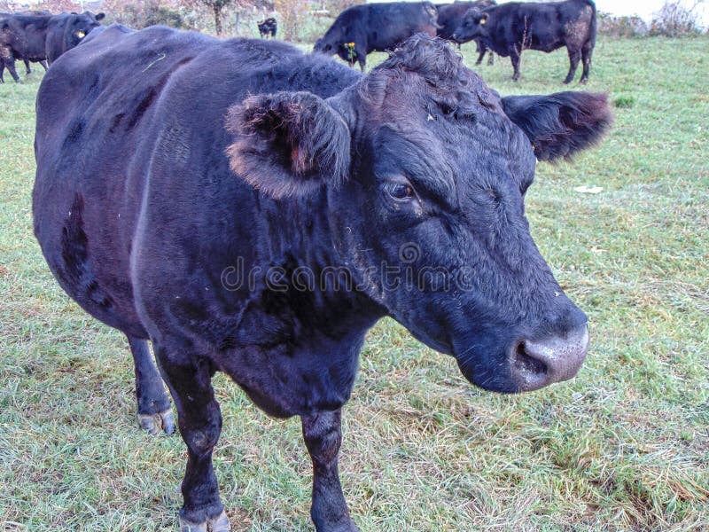 Black Angus Cow in the Grass. Black Angus Cow Portrait Stock Photo ...