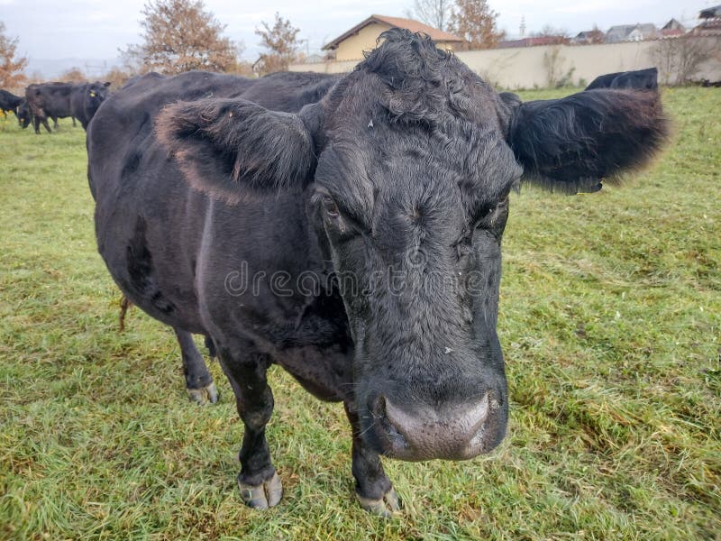 Black Angus Cow in the Grass. Black Angus Cow Portrait Stock Image ...