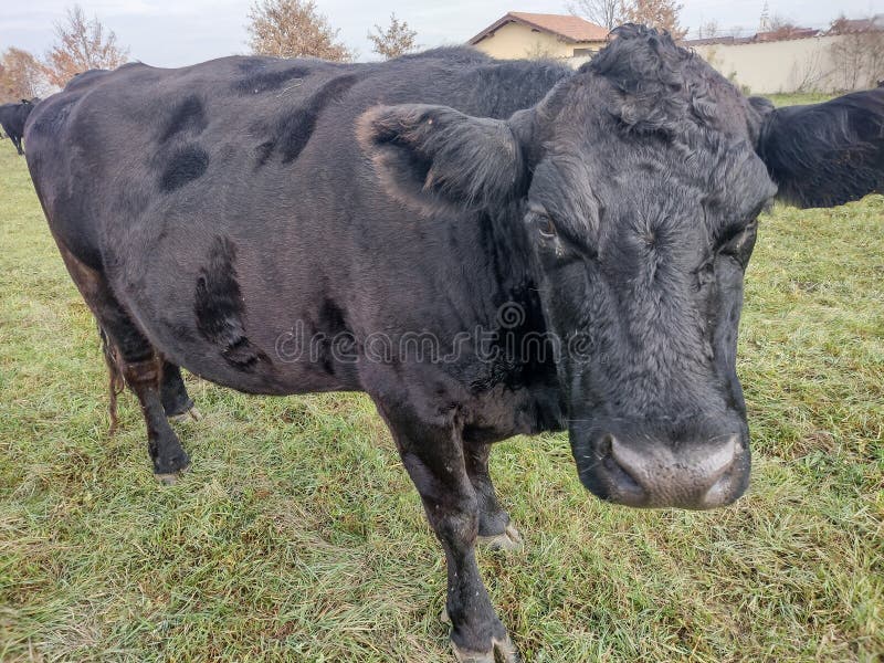 Black Angus Cow in the Grass. Black Angus Cow Portrait Stock Image ...