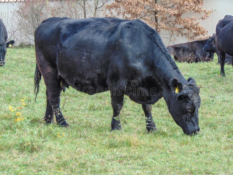 A Black Angus Cow Grazing Grass. Black Angus Cow Stock Photo - Image of ...