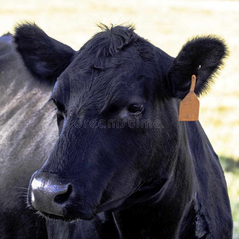 2,627 Angus Cattle Head Stock Photos - Free & Royalty-Free Stock Photos ...