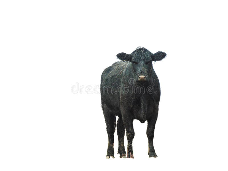 286 Black Angus Cow Head White Background Stock Photos - Free & Royalty ...