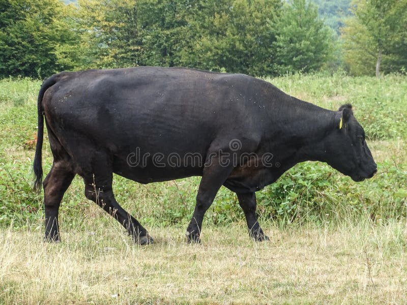 A Black Angus Cow in the Meadow Stock Image - Image of black, animal ...