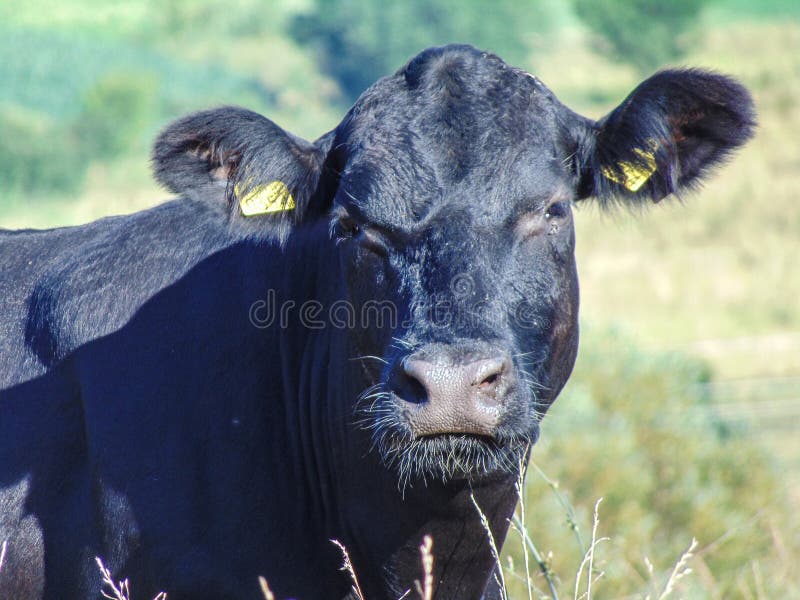 Black Angus Cow Calf. Angus Calf Portrait Stock Image - Image of angus ...