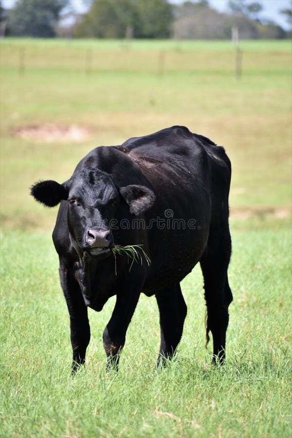 Angus Black Cow Eating Grass Stock Photo - Image of mammal, summer ...
