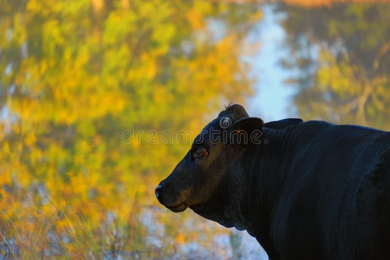 Black angus cow close up stock image. Image of close - 173351983