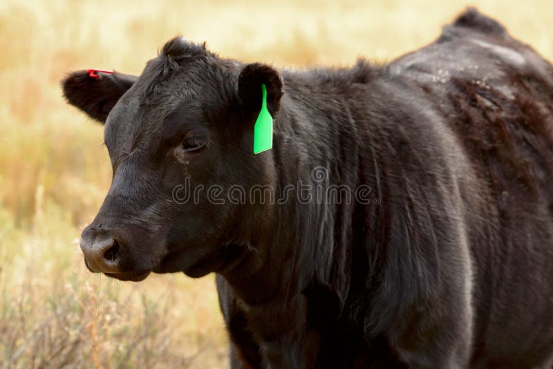 A Black Angus Cow on the Range. Stock Photo - Image of head, domestic ...