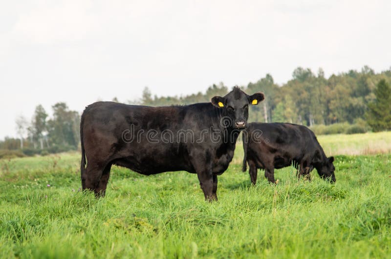 Black Angus Cow Standing in Grass Stock Photo - Image of farm, animal ...