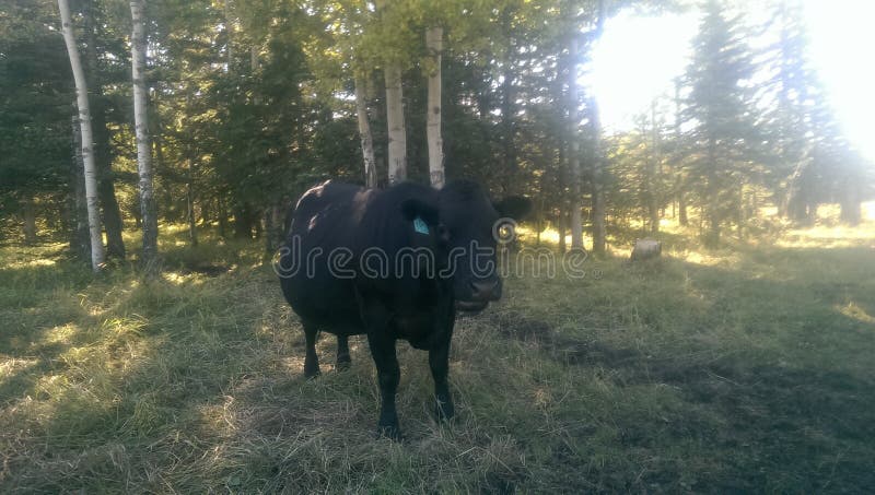 Black Angus Cows in Foggy Field Stock Photo - Image of mist, paddock ...