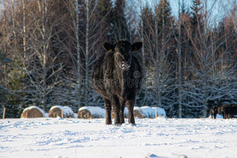 Black angus cow in winter stock image. Image of beef - 326280743