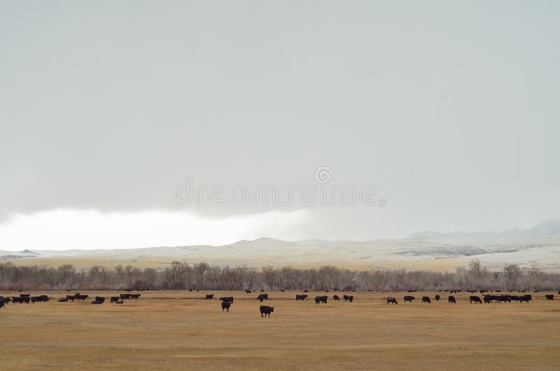 Black Angus Cows on Autumn Pasture Stock Photo - Image of angus ...