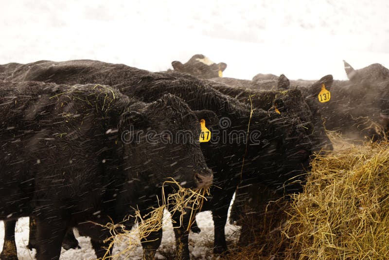 A Black Angus Cow Showing Her Yellow Ear Tag of Number 840. Stock Image ...