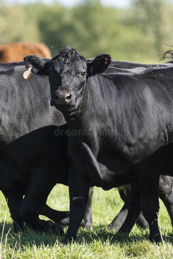 Black Angus Cow stock image. Image of angus, bull, farm - 26215219