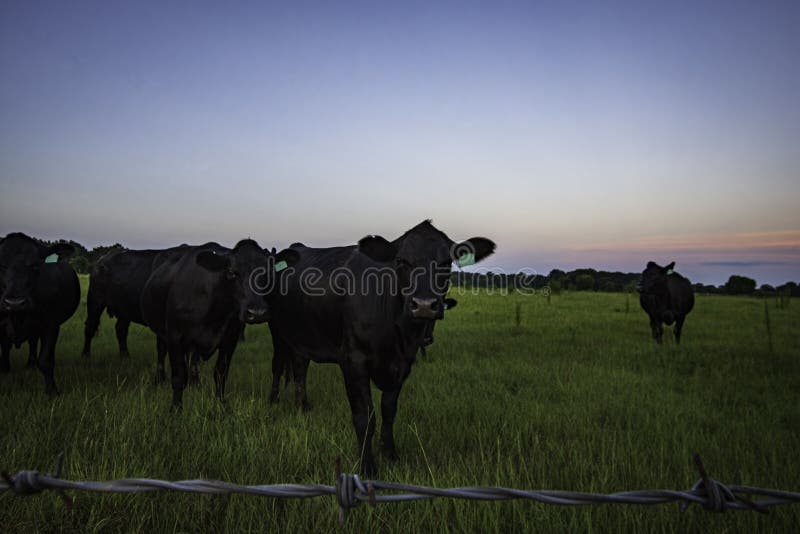 Black Angus Cows in Lush Summer Pasture at Dusk Stock Image - Image of ...